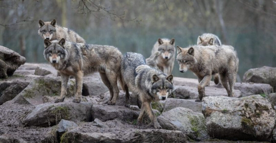 15 Reasons Why Wolves Are The Most Incredible Pack Animals