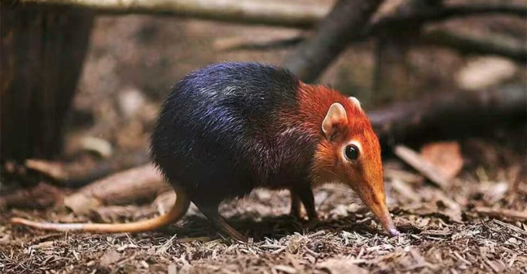 15 Animals With The Strangest Teeth You’ve Ever Seen