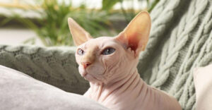 15 Smallest Domestic Cat Breeds Perfect For Cozy Living