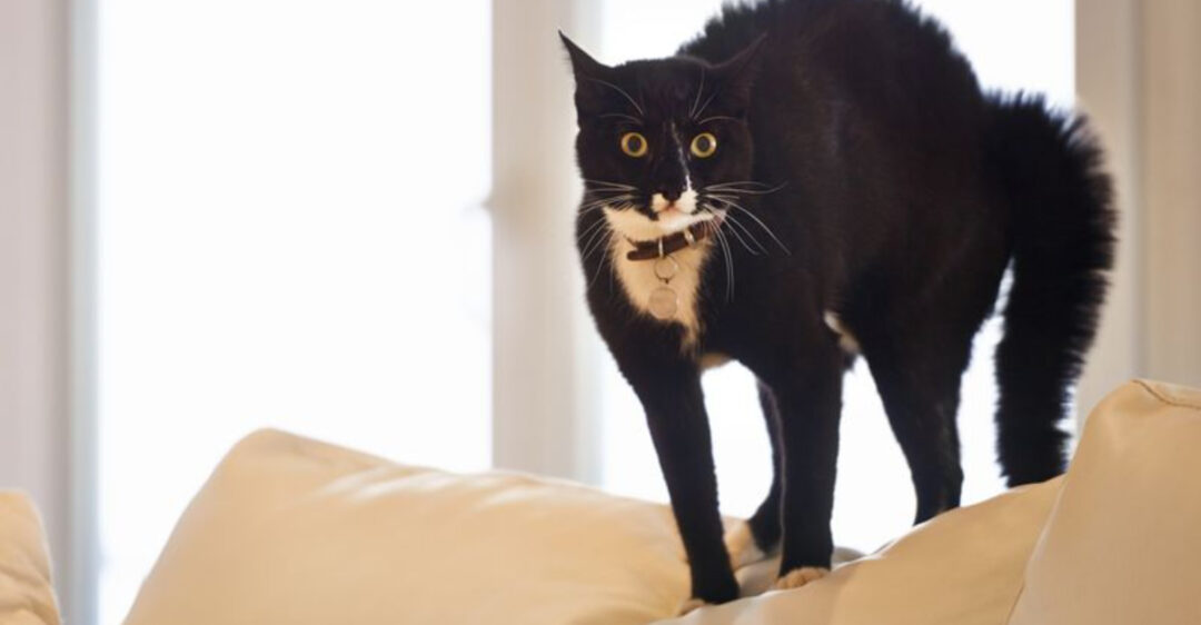 15 Sounds That Drive Cats Crazy