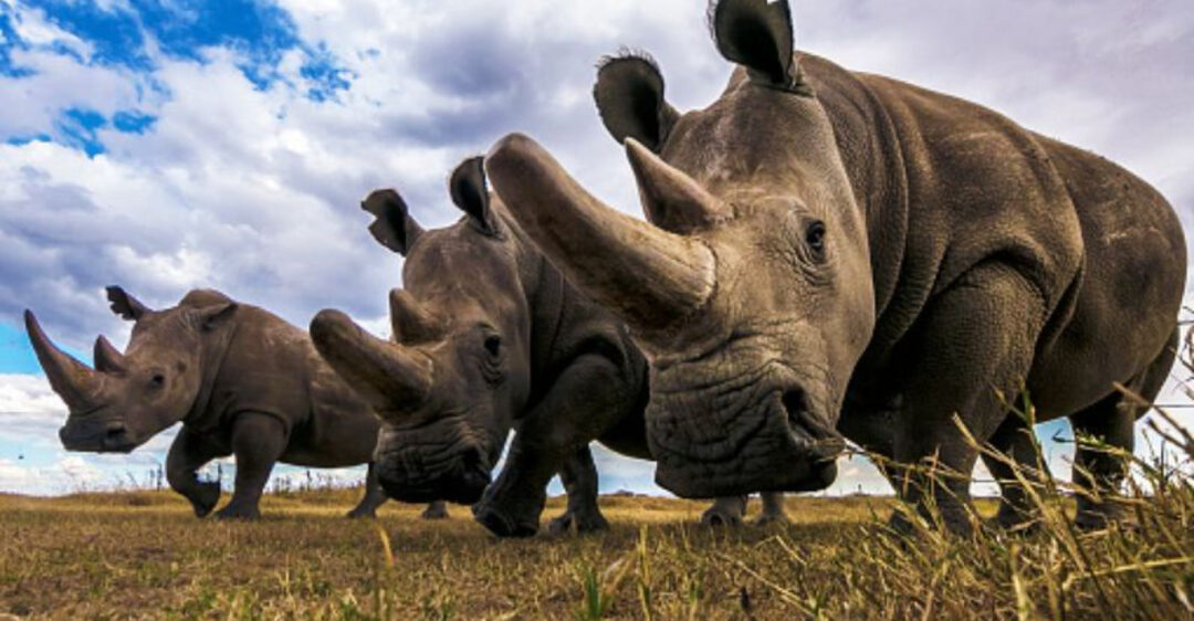 15 Strange Rhino Behaviors That Baffle Researchers