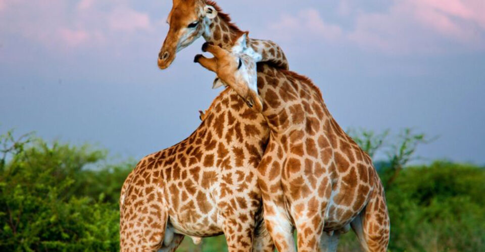 15 Strangest Animal Reproductive Behaviors That Will Blow Your Mind