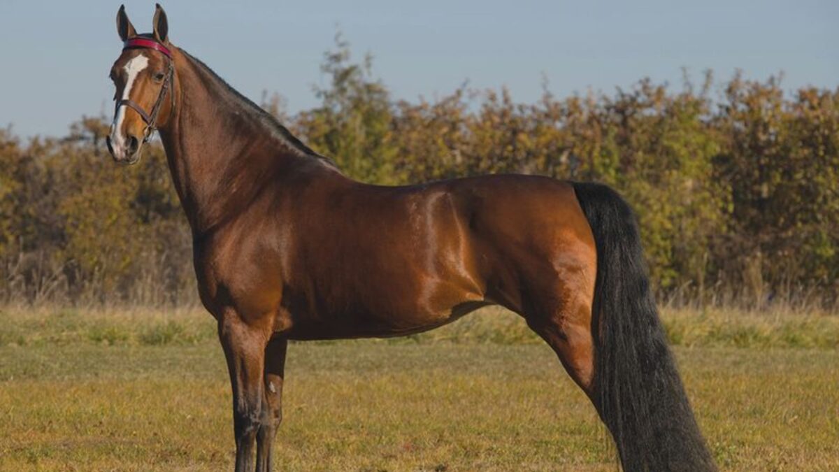15 Surprising Traits Of The American Saddlebred Horse