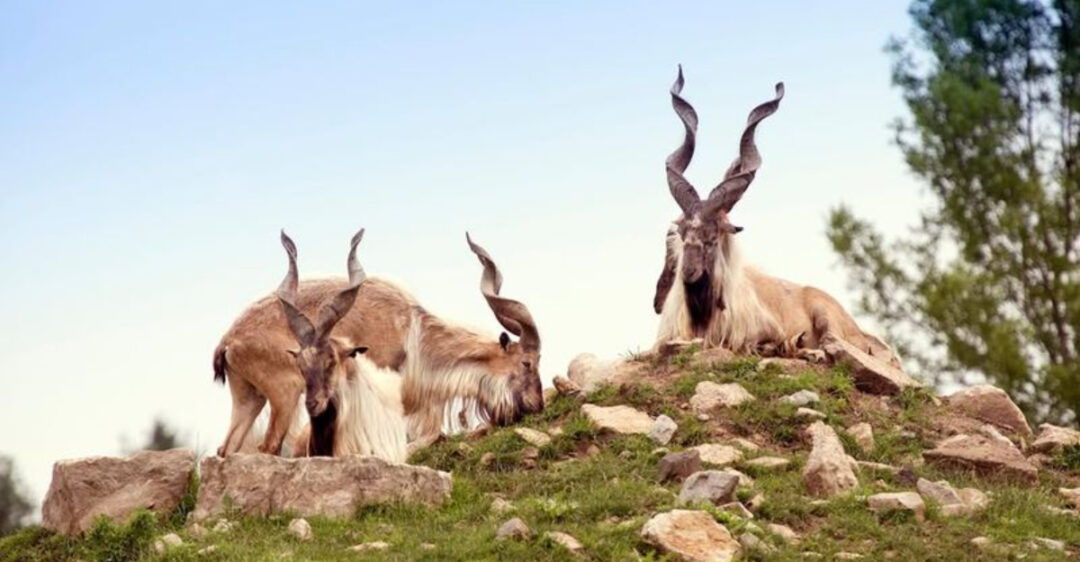15 Surprising Truths About The World’s Largest Goat - The Markhor