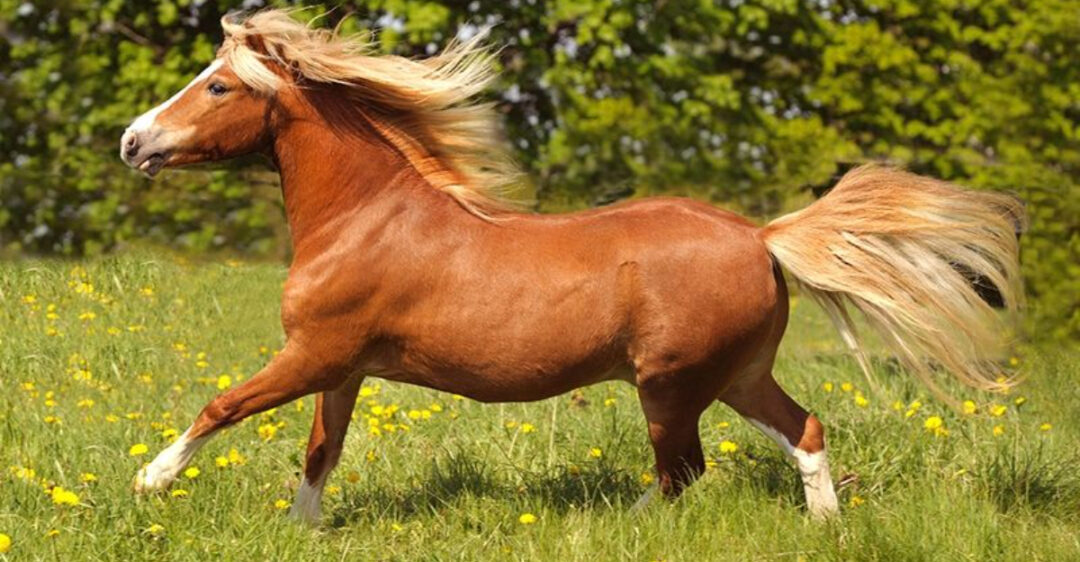 15 Things That Make The Welsh Pony Truly Unique