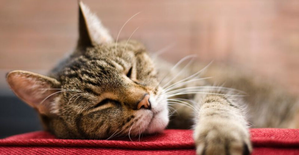 15 Things To Know If Your Cat Passes Away At Home