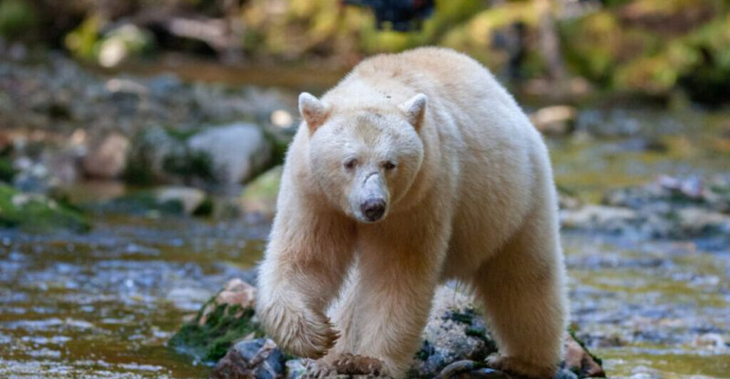15 Things You Didn’t Know About North America’s Rarest Bear