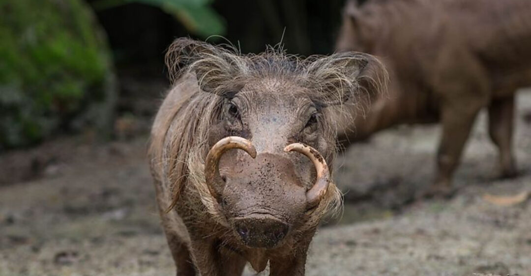 15 Things You Didn’t Know About The Prehistoric-Looking Babirusa
