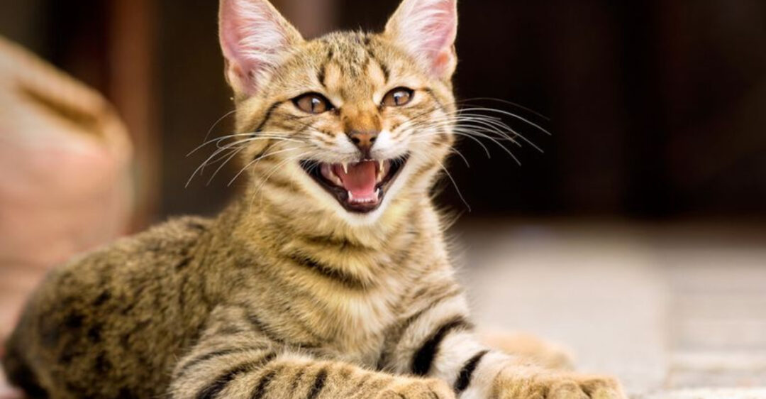 15 Things You Should Know About Cats and Their Smiles