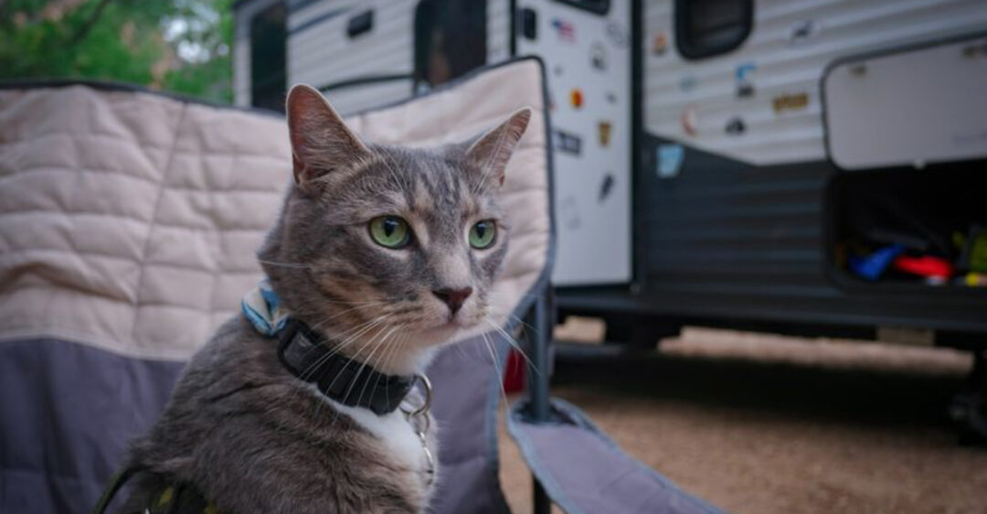 15 Truths About RV Life With Cats That Might Surprise You