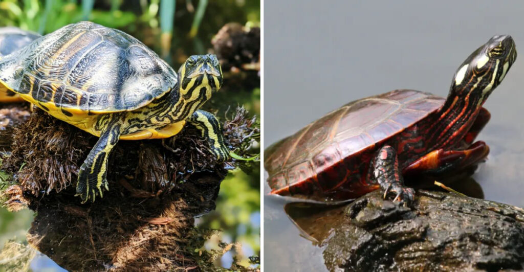 15 Turtle Breeds That Thrive In Outdoor Garden Ponds