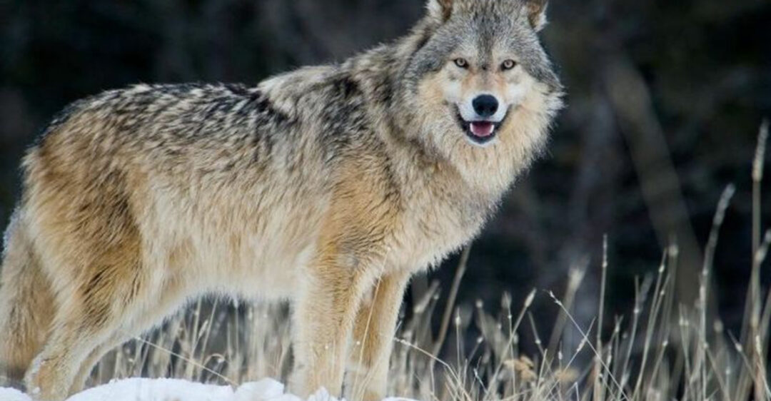 15 Unique Characteristics Of The Northwestern Wolf