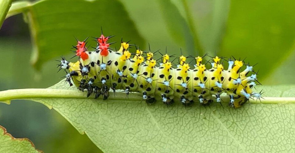 15 Unique Ways How Bugs Raise Their Young