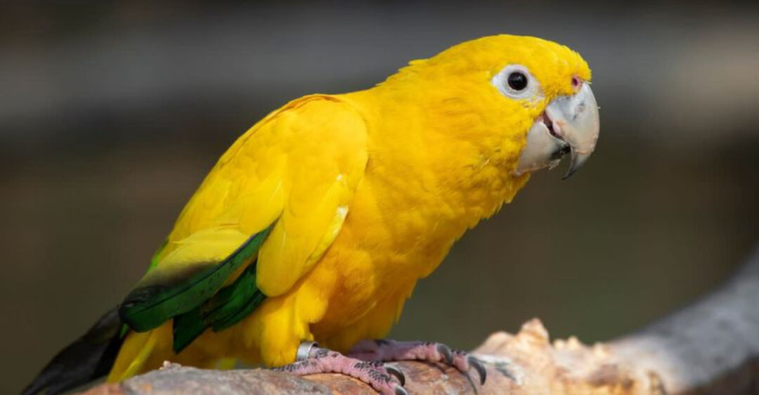15 Ways Rescue Parrots Are Finding New Homes In America