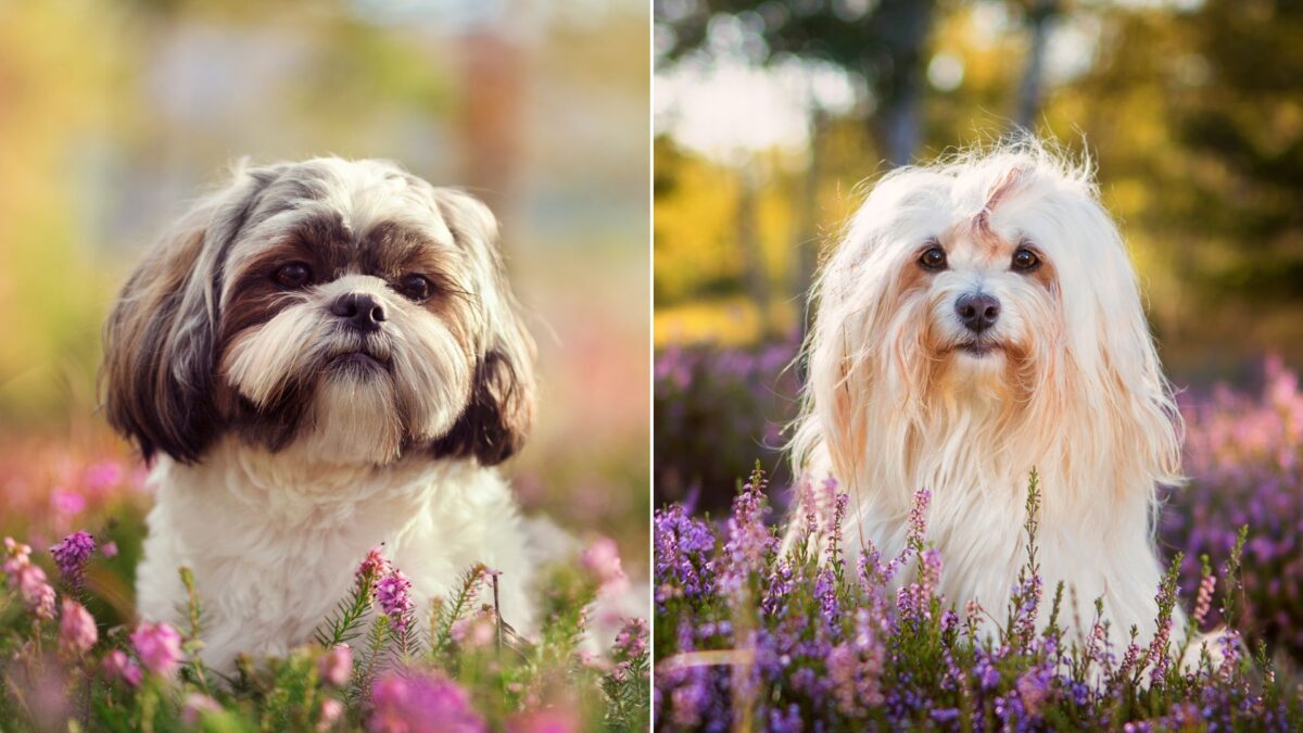 15 Ways Shih Tzus And Havanese Differ