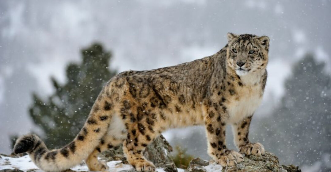 15 Ways Snow Leopards Help Balance Mountain Ecosystems
