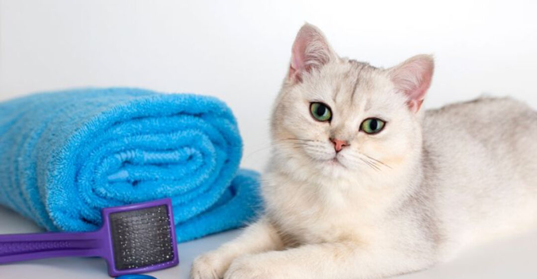 15 Ways To Keep Your Cat's Coat Looking Beautiful And Healthy