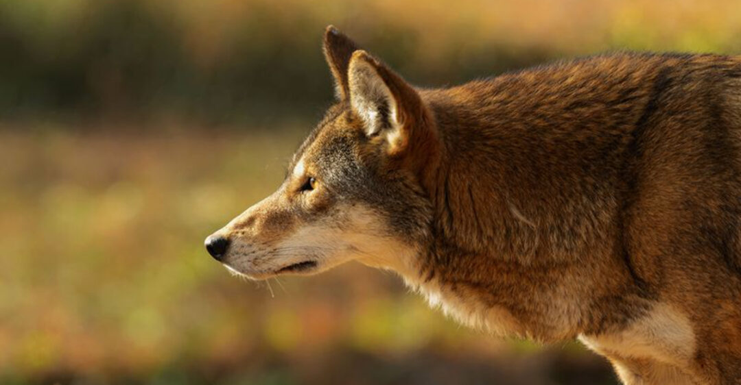 15 Ways To Save The Red Wolf With Less Than 20 Remaining