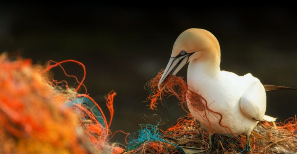 15 Ways To Stop The Alarming Decline Of U.S. Bird Populations