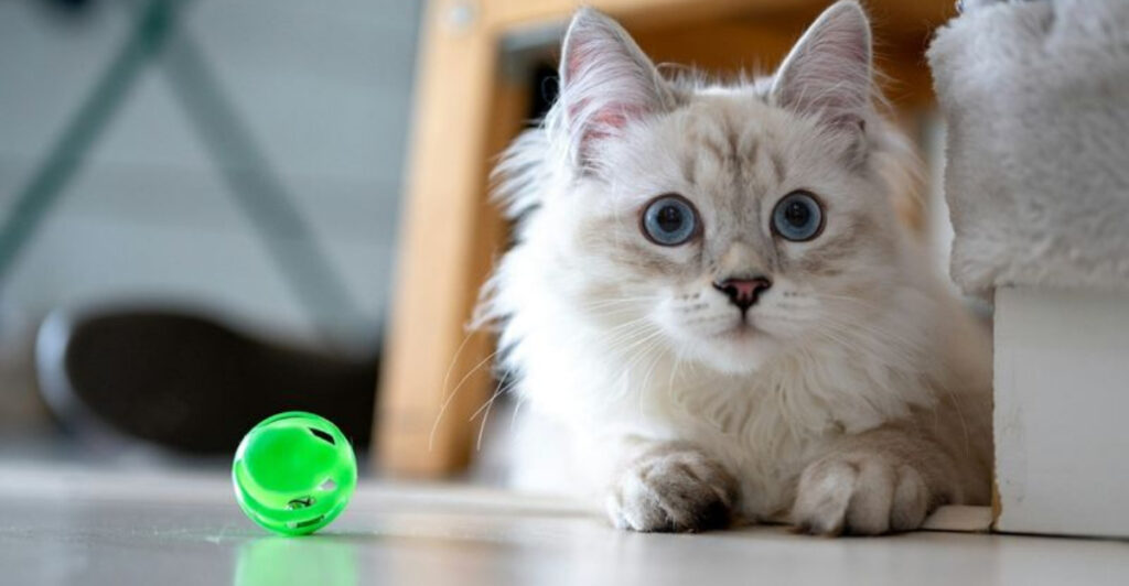 15 Ways To Train Your Cat At Home