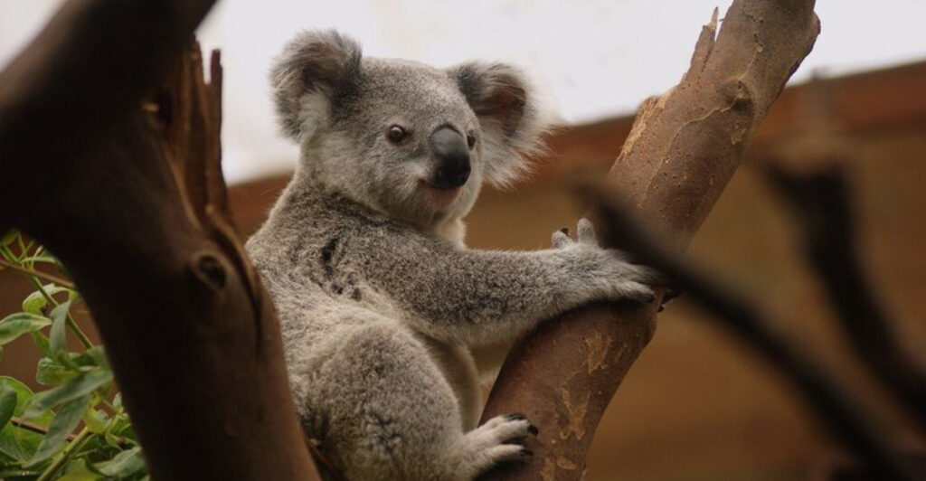 15 Ways Zoos And Sanctuaries Celebrate National Wild Koala Day
