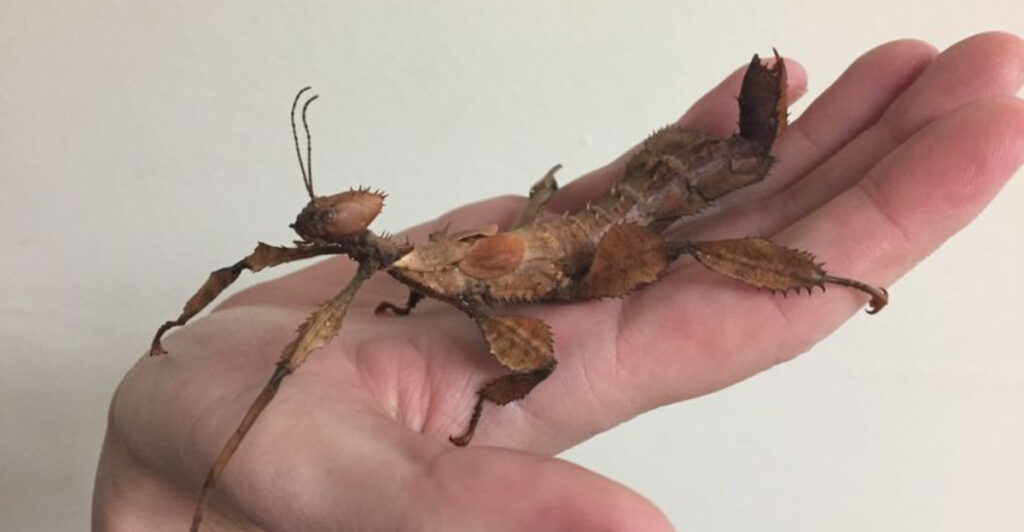 15 Weirdly Wonderful Insects You Can Keep As Pets
