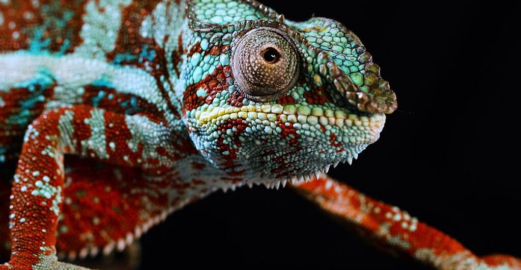 16 Amazing Animals That Communicate Through Colors