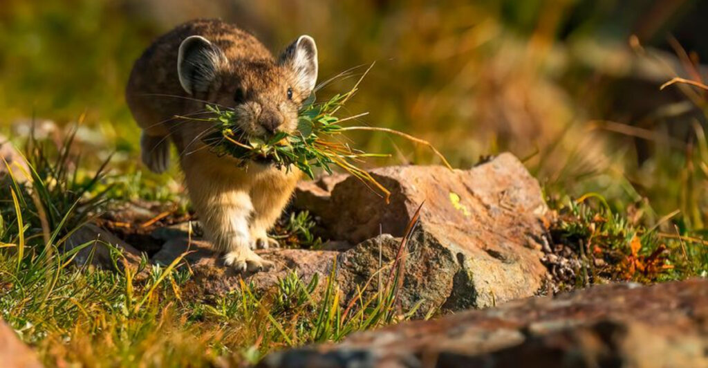 16 Animals Prone To Hoarding Habits (So It's Not Just A Human Issue?)