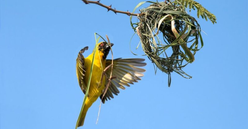 16 Animals That Build Their Own Homes From Scratch – Animalko