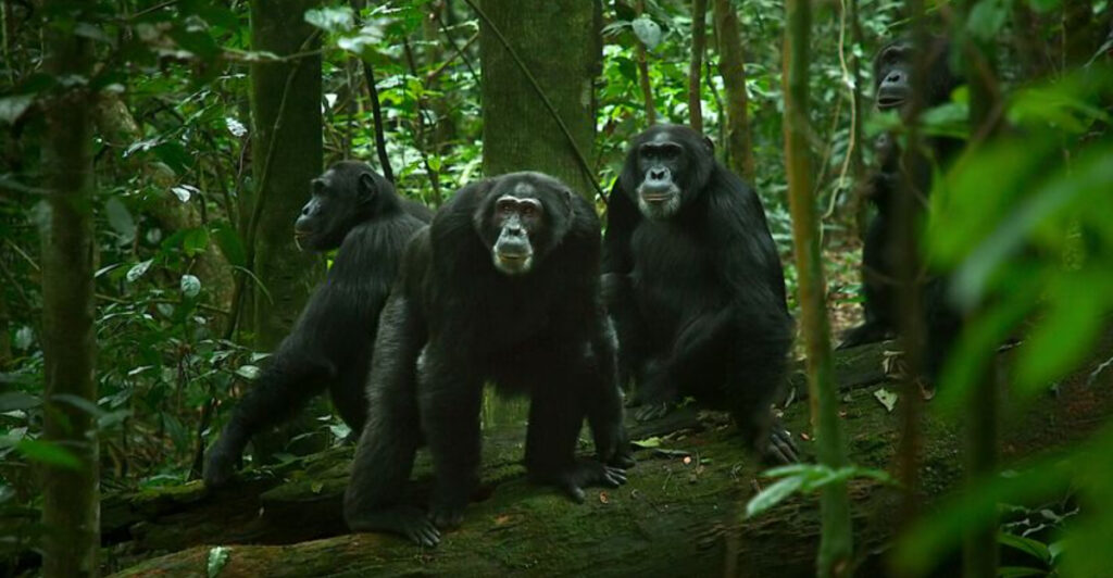 10 Australian Animals That Thrive In Harsh Outback Conditions