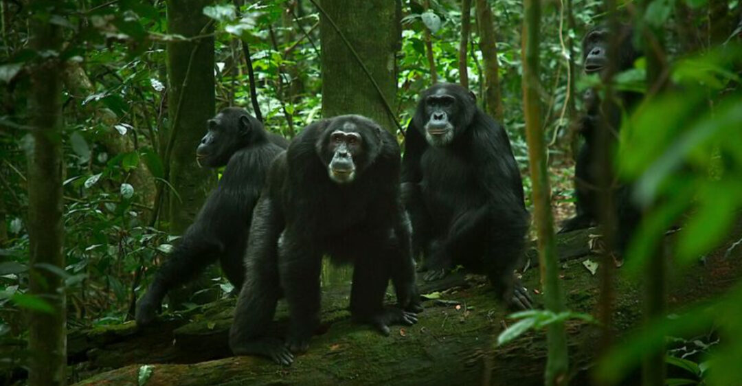 16 Animals That Have Alpha And Omega Roles