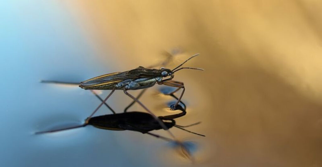 16 Animals That Have Mastered Walking On Water