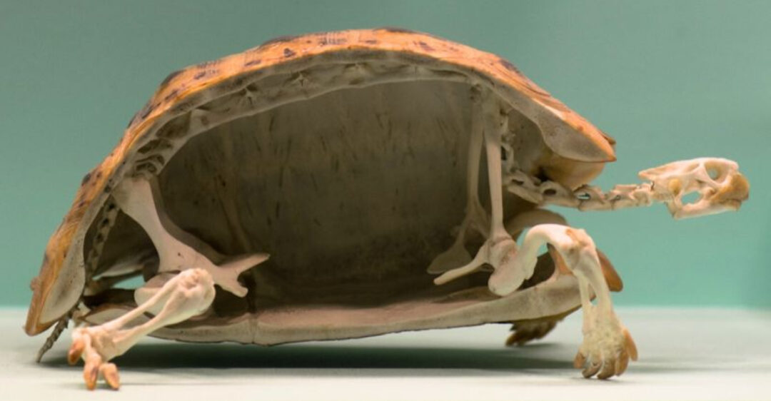 16 Animals With Skeletons That Break All The Rules