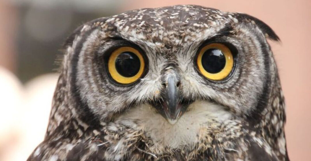 16 Animals With The Largest Eyes On Earth