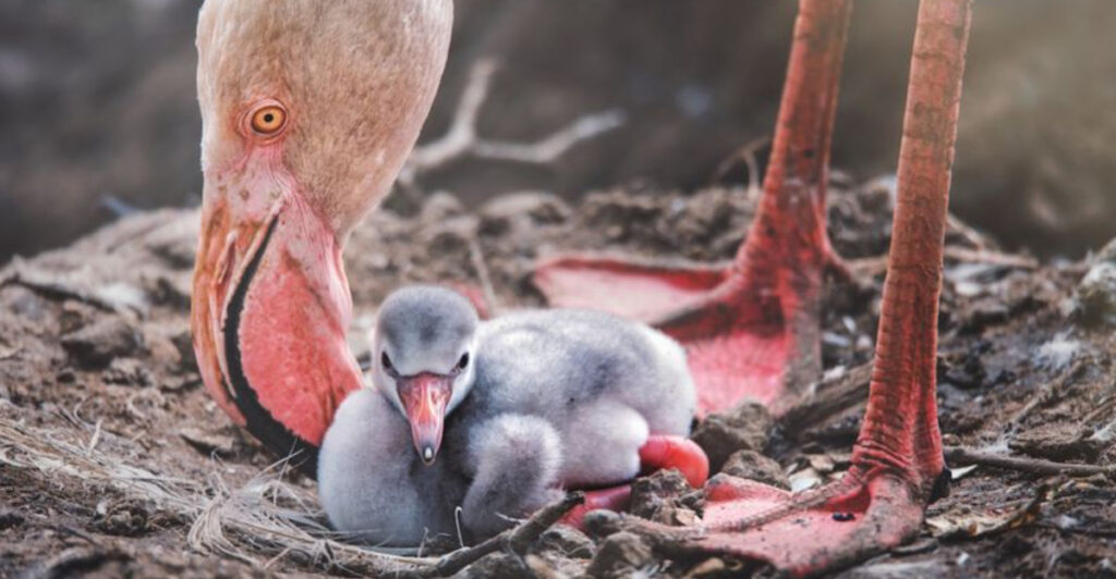 16 Baby Birds So Cute They'll Make Your Day