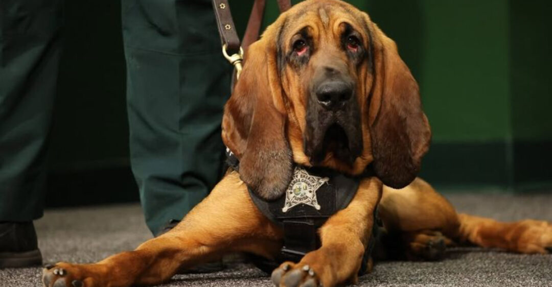 16 Big Eared Dogs With The Hearts To Match