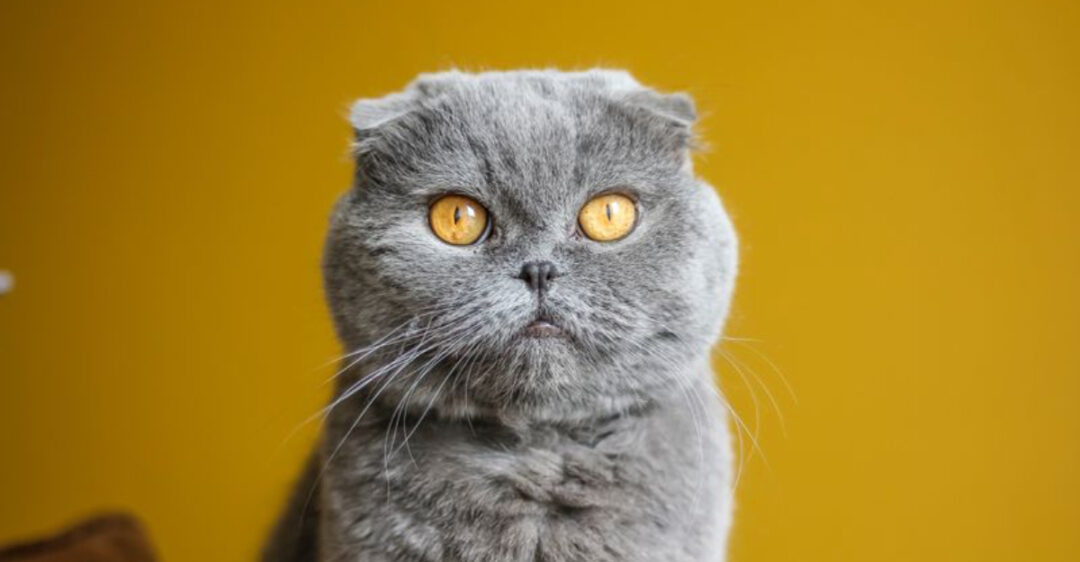 16 Cat Breeds With The Highest Risk Of Genetic Problems