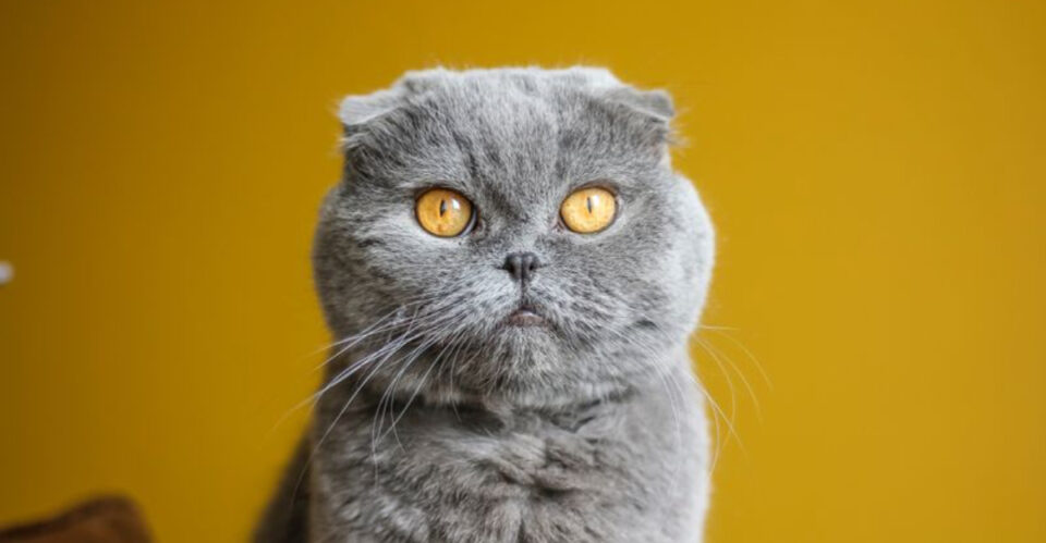 16 Cat Breeds With The Highest Risk Of Genetic Problems