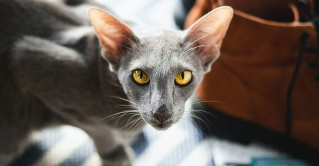 16 Cat Breeds With The Most Striking Ears