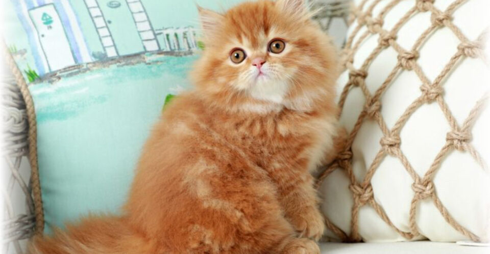 16 Colors Of The Stunning Persian