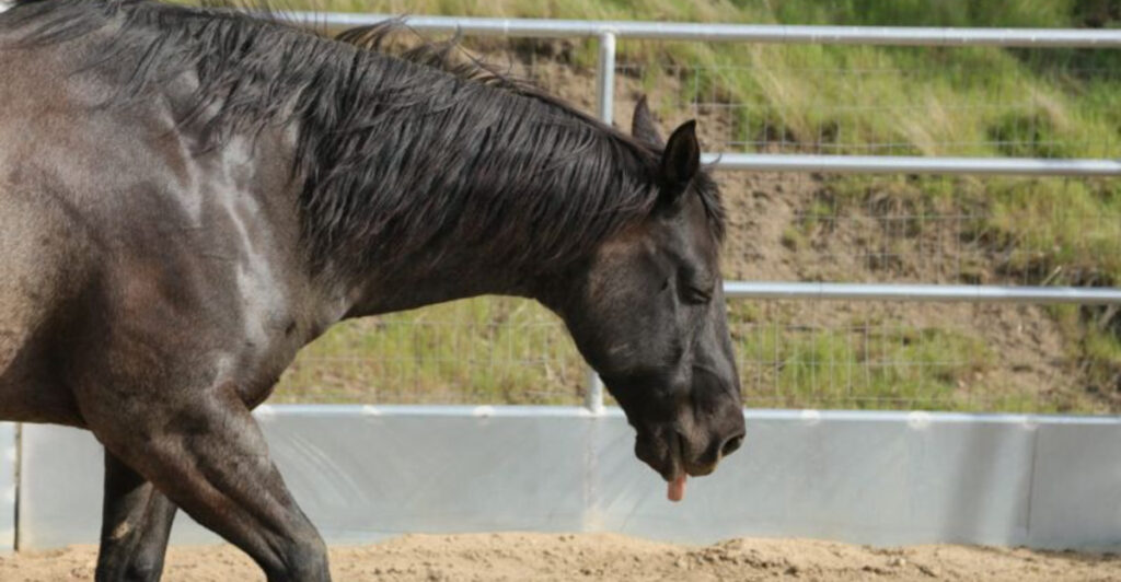 16 Common Health Problems Linked To Horses