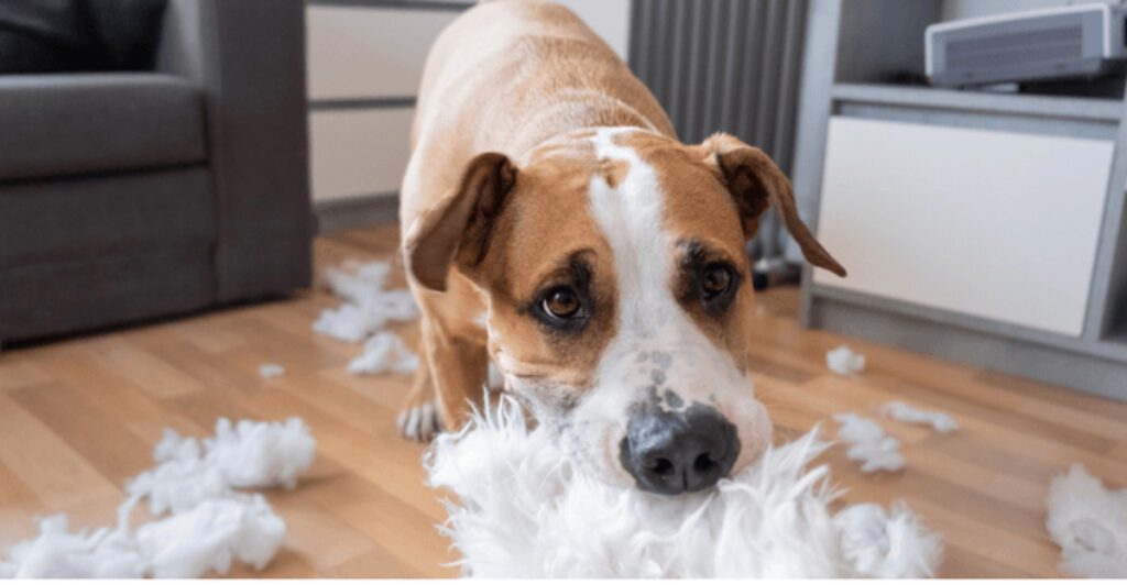 16 Common Mistakes That Are Affecting Your Dog’s Behavior