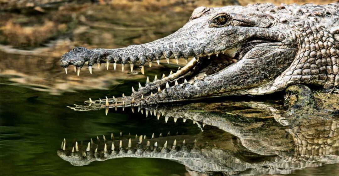 16 Creatures With The Most Teeth In The Animal Kingdom