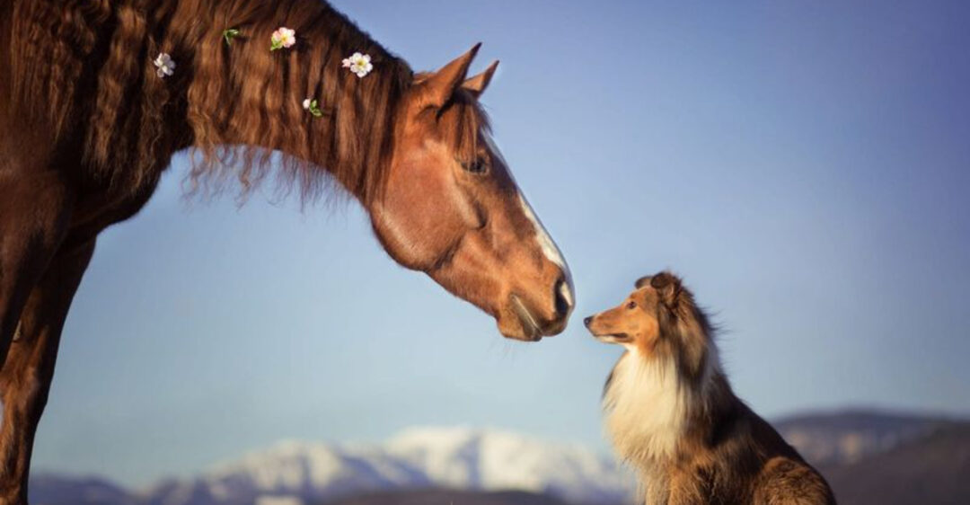 16 Dog Breeds That Are Surprisingly Great With Horses