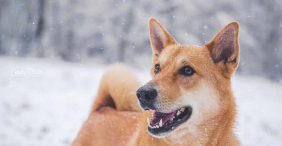 16 Dog Breeds With The Most Adorable Pointy Ears