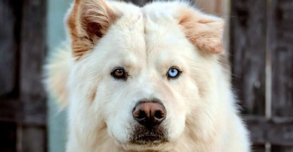 16 Dog Mixes You Won’t Believe Are Real