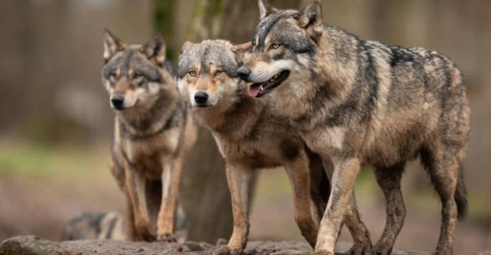 16 Eye-Opening Insights Into The World’s Remaining Wolf Population