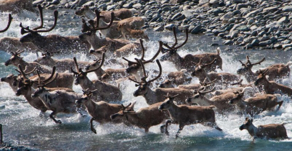 16 Fascinating Animal Migrations That Will Blow Your Mind