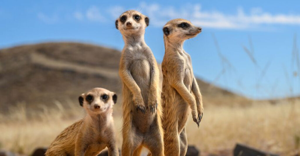 16 Fascinating Animals That Show Altruistic Behaviors