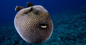 16 Fascinating Facts About The Science Behind Pufferfish Inflation